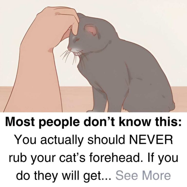 Why Rubbing Your Cat’s Forehead Might Be A Big Mistake, Most Owners Don ...